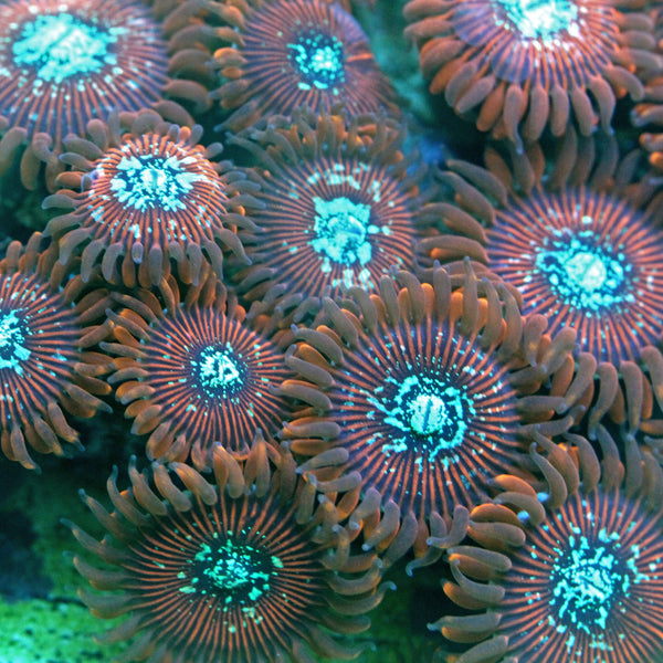 Red Magician Palythoa – Insane Coral